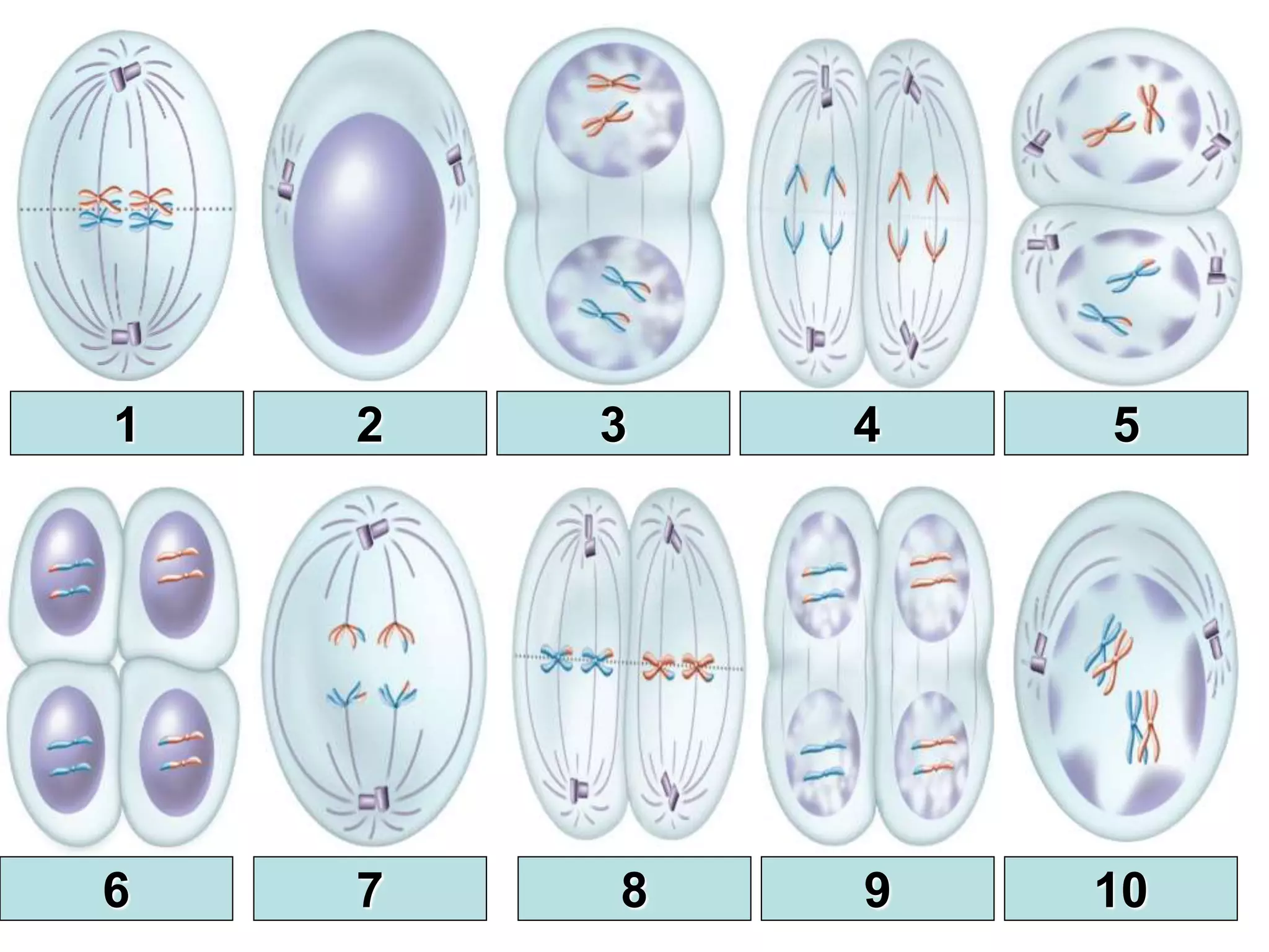 Meiosis-Identify the phase | PPT