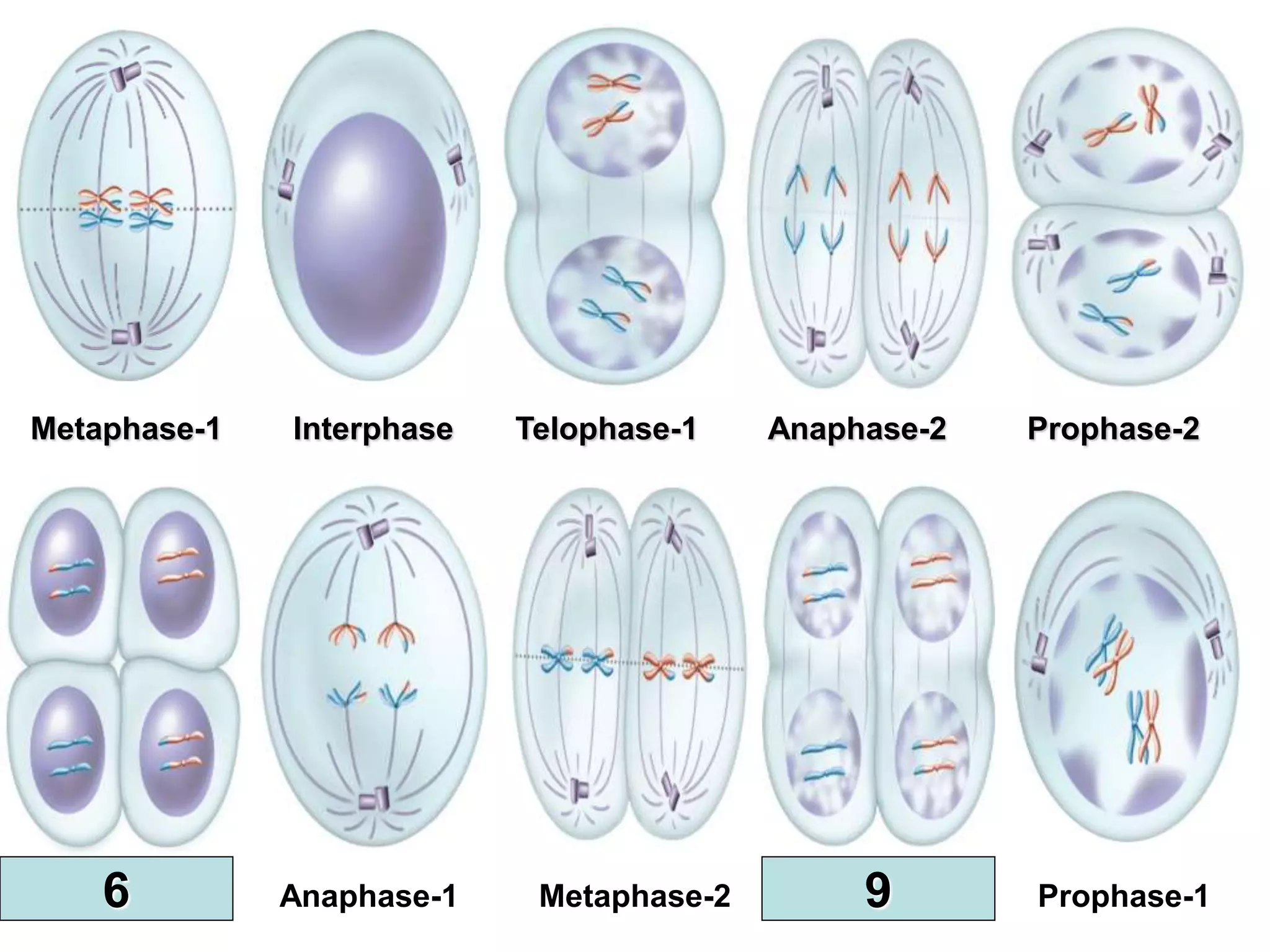 Phases of Meiosis-Review | PPT