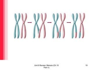 Meiosis Review