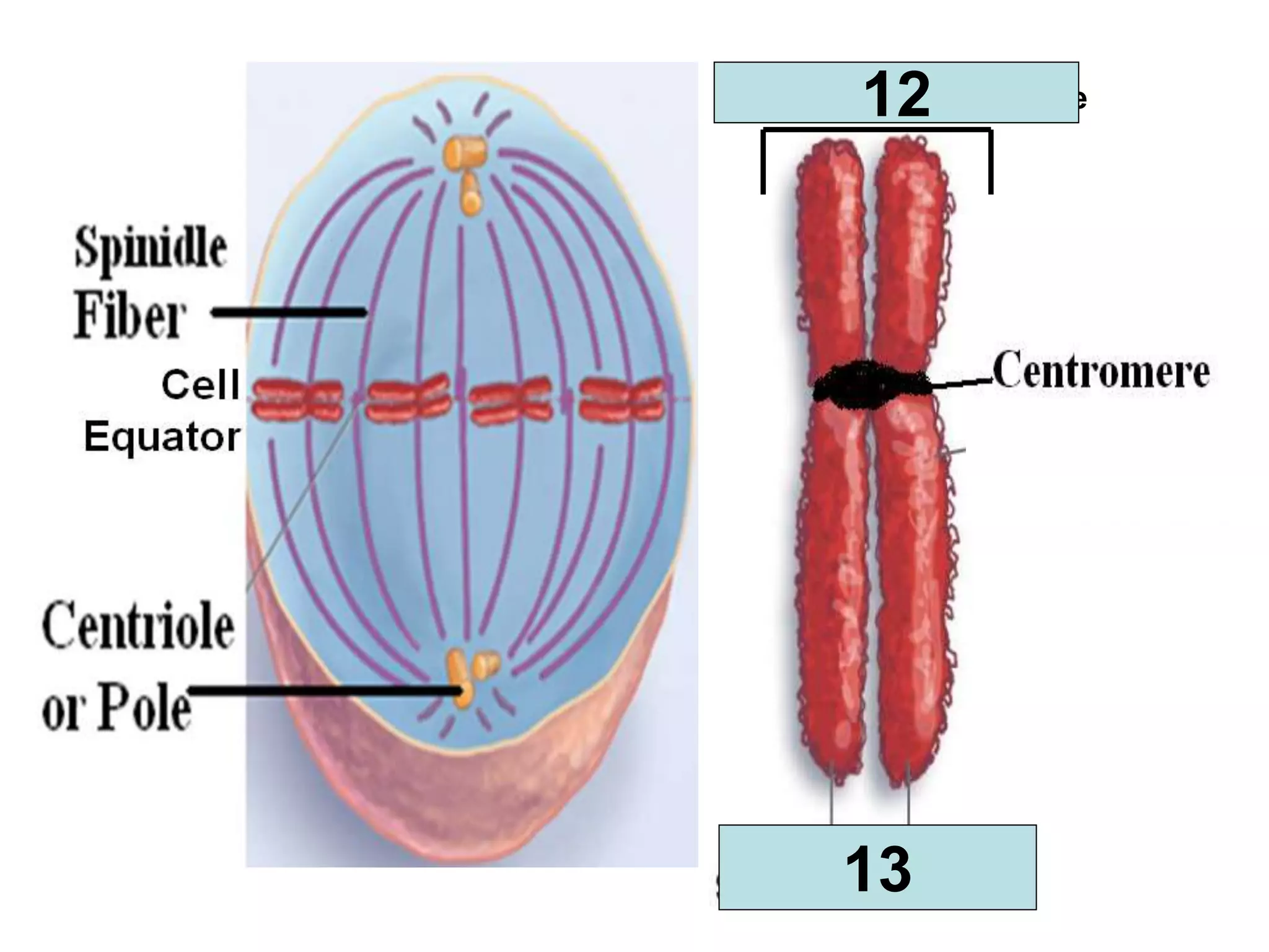 Cell organelle for MITOSIS | PPT