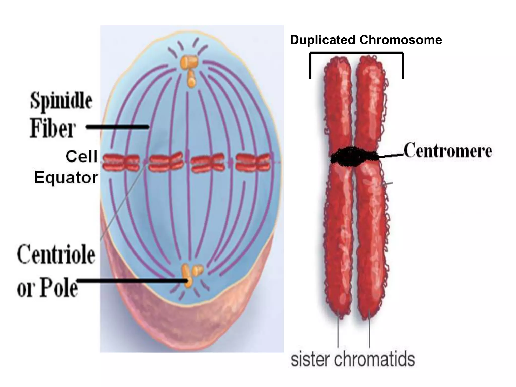 Cell organelle for MITOSIS | PPT