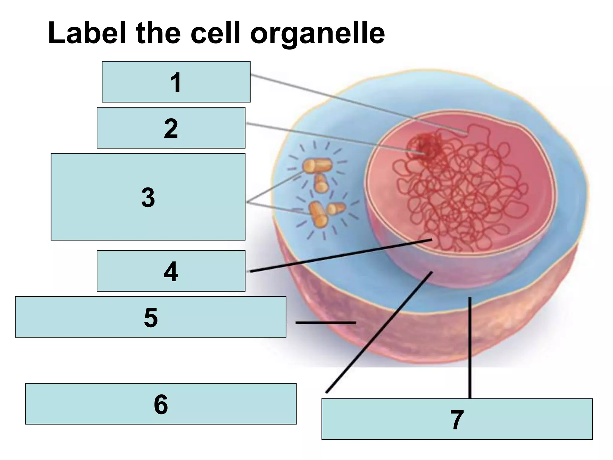 Cell organelle for MITOSIS | PPT
