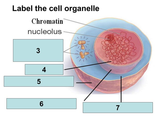 Cell organelle for MITOSIS | PPT | Biological Sciences | Science