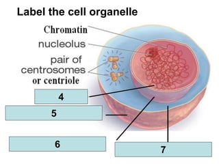 Cell organelle for MITOSIS | PPT