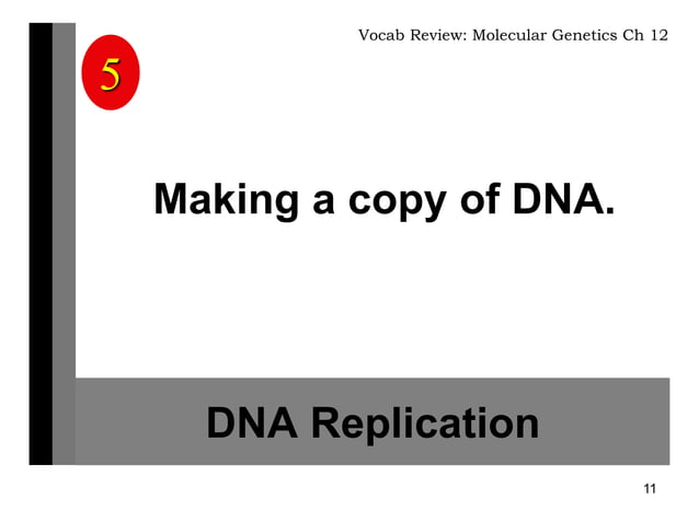 Molecular genetics Vocab | PPT