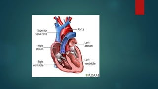 Bp pulse and cardiac output | PPTX | Heart and Cardiovascular Diseases ...