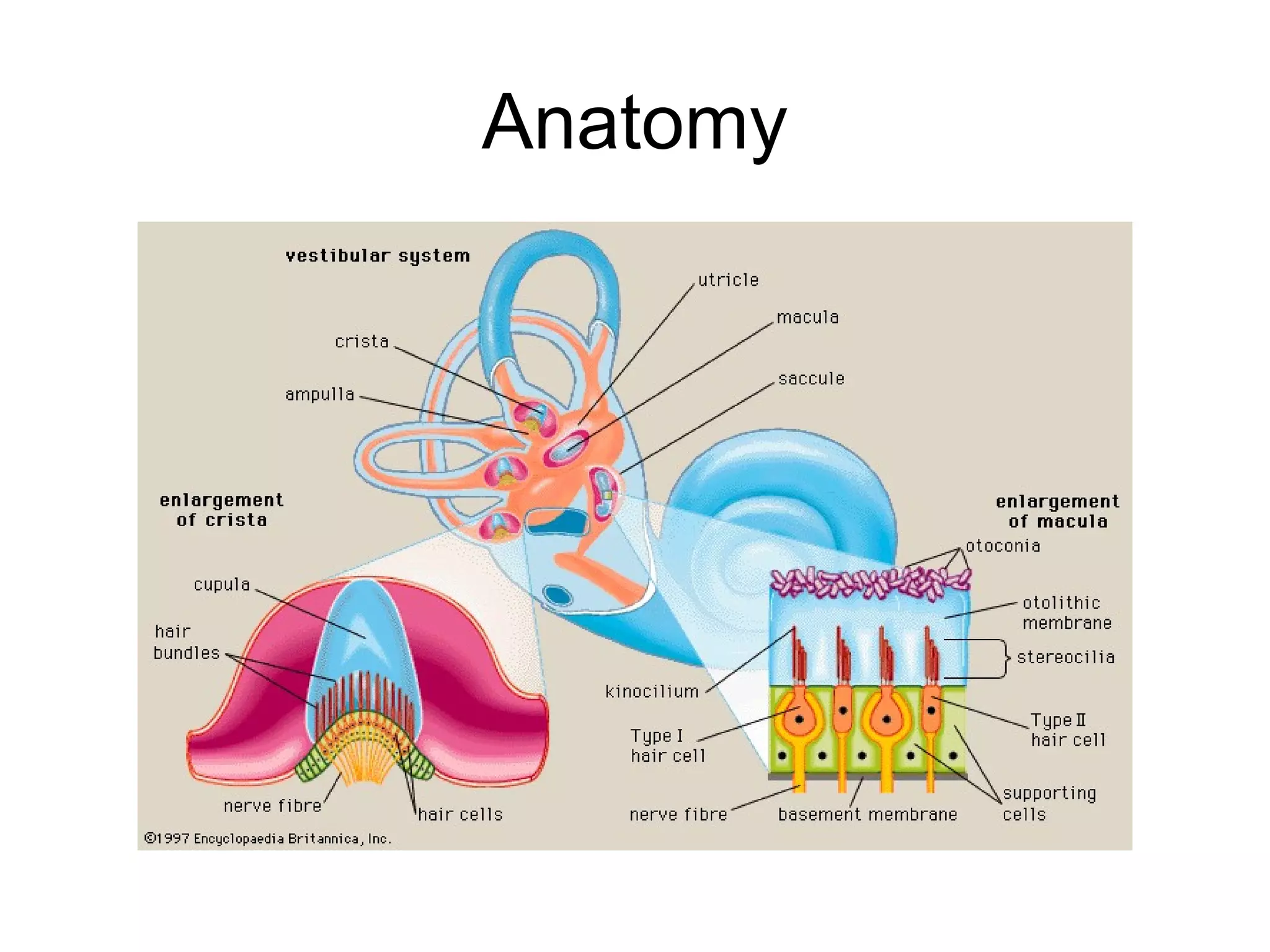 Vestibular assessment from the physiotherapy perspective | PPT
