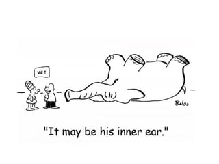 Vestibular assessment from the physiotherapy perspective | PPT