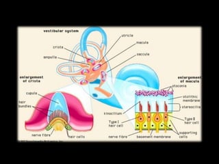 Journal Reading - Guidelines on BPPV | PPTX | Brain and Nervous System ...