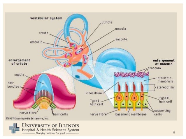 Bppv final -grand rounds sept 2015