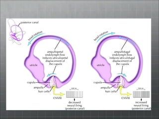 Bppv and particle repositioning maneuvers | PPT