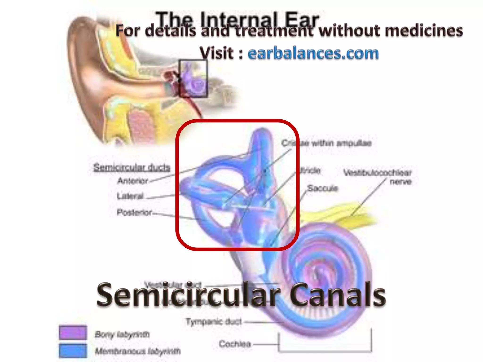 Ear balance (Bppv) explained and management without medicines. | PPT