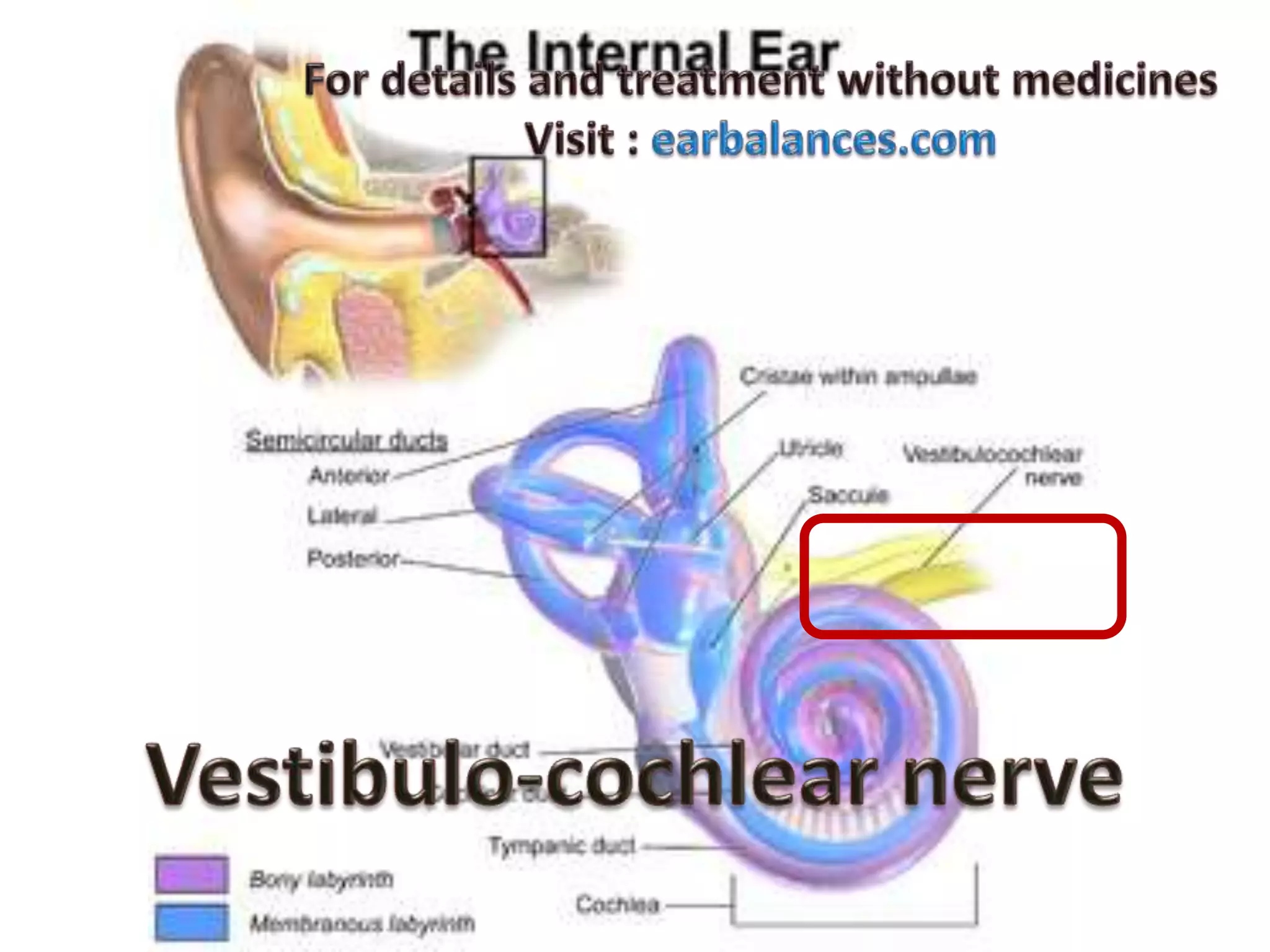 Ear balance (Bppv) explained and management without medicines. | PPT