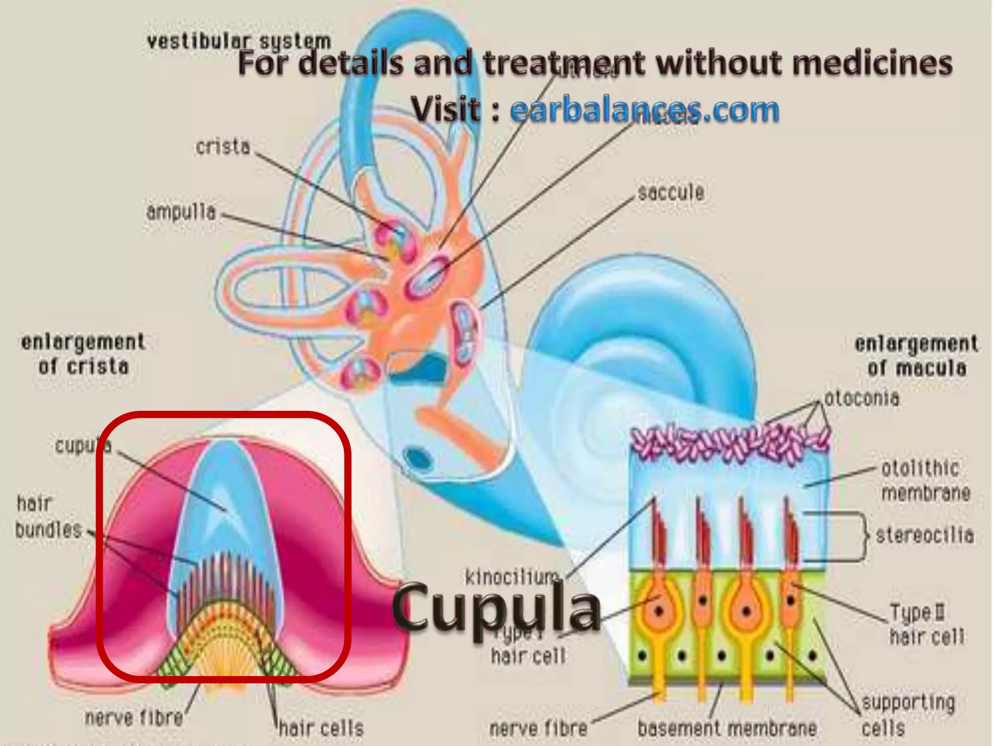 Ear balance (Bppv) explained and management without medicines. | PPT