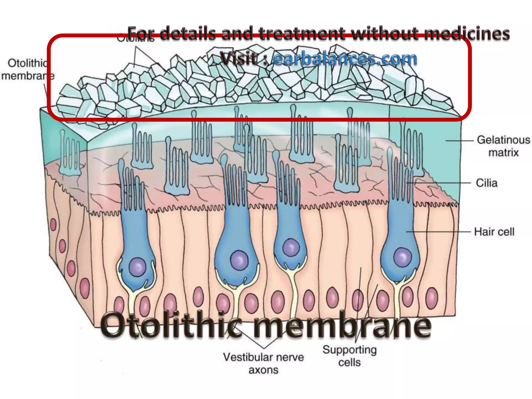 Ear balance (Bppv) explained and management without medicines. | PPT