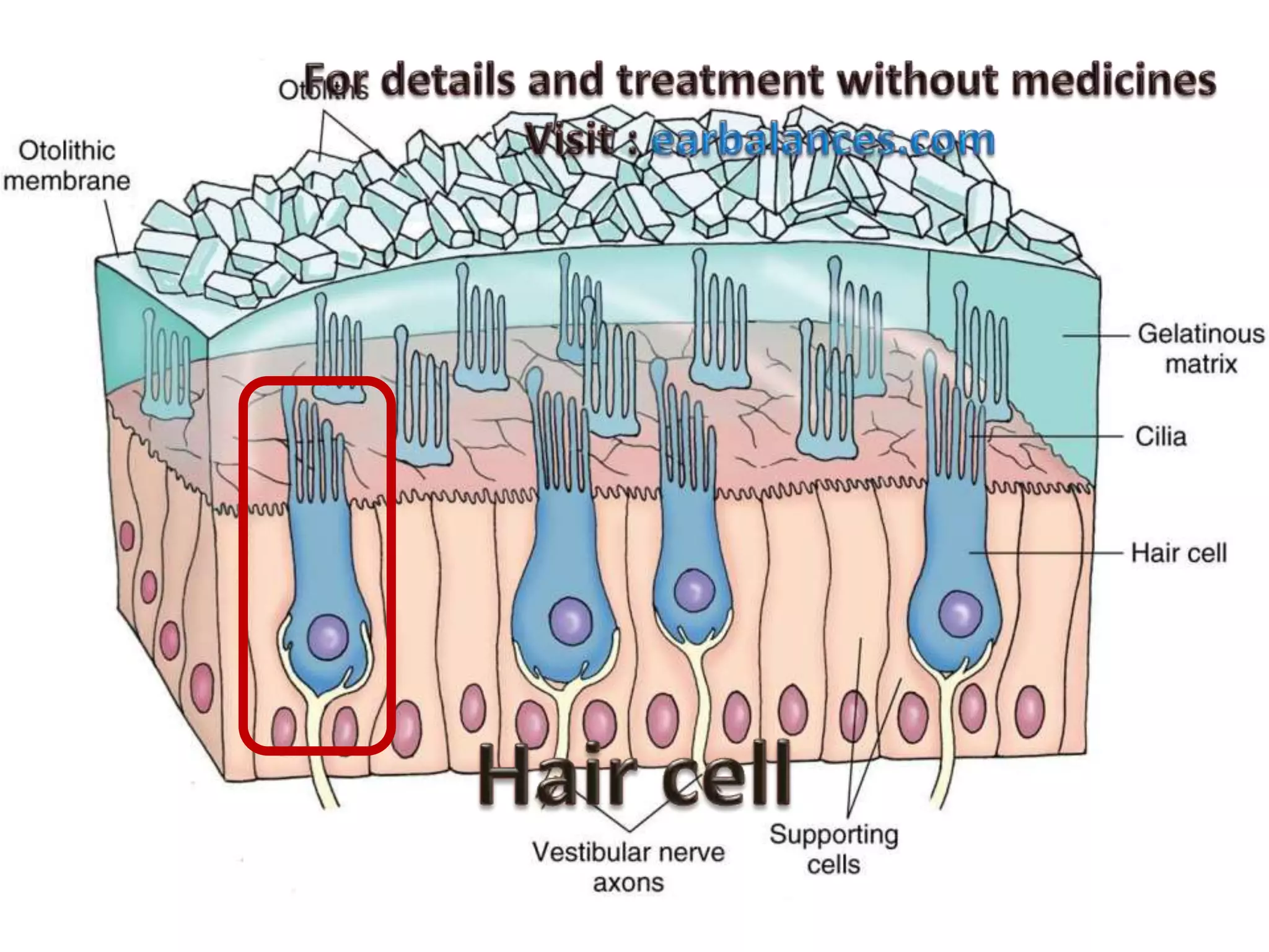 Ear balance (Bppv) explained and management without medicines. | PPT