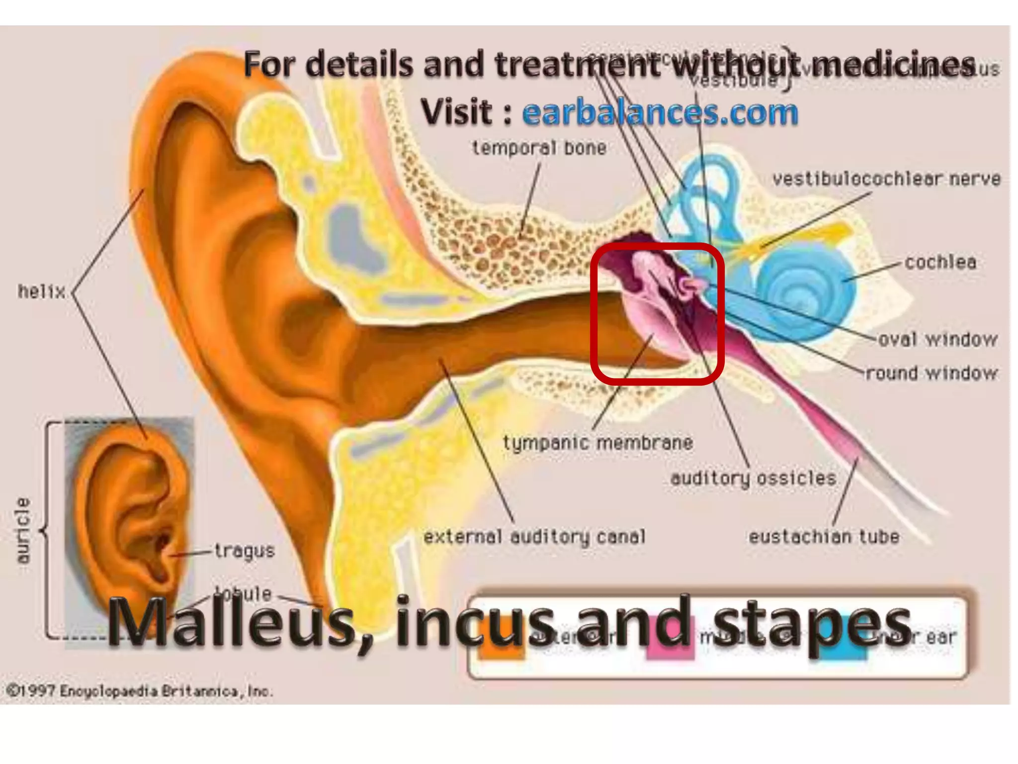 Ear balance (Bppv) explained and management without medicines. | PPT