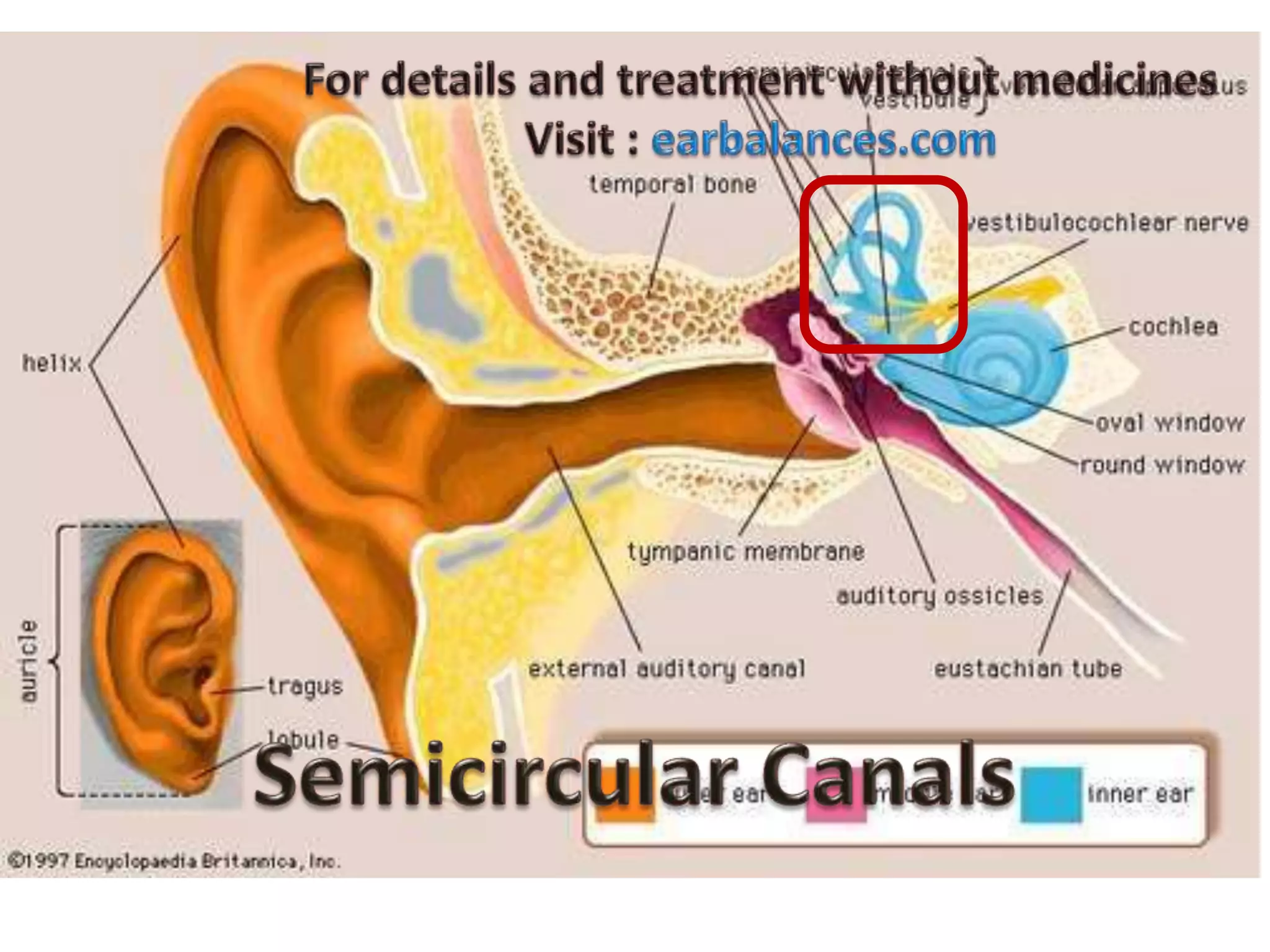 Ear balance (Bppv) explained and management without medicines. | PPT