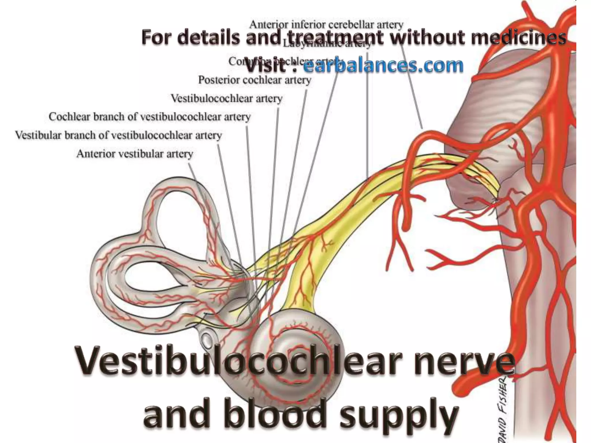Ear balance (Bppv) explained and management without medicines. | PPT