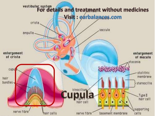 Ear balance (Bppv) explained and management without medicines. | PPT
