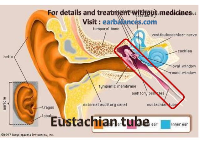 Ear balance (Bppv) explained and management without medicines. | PPT