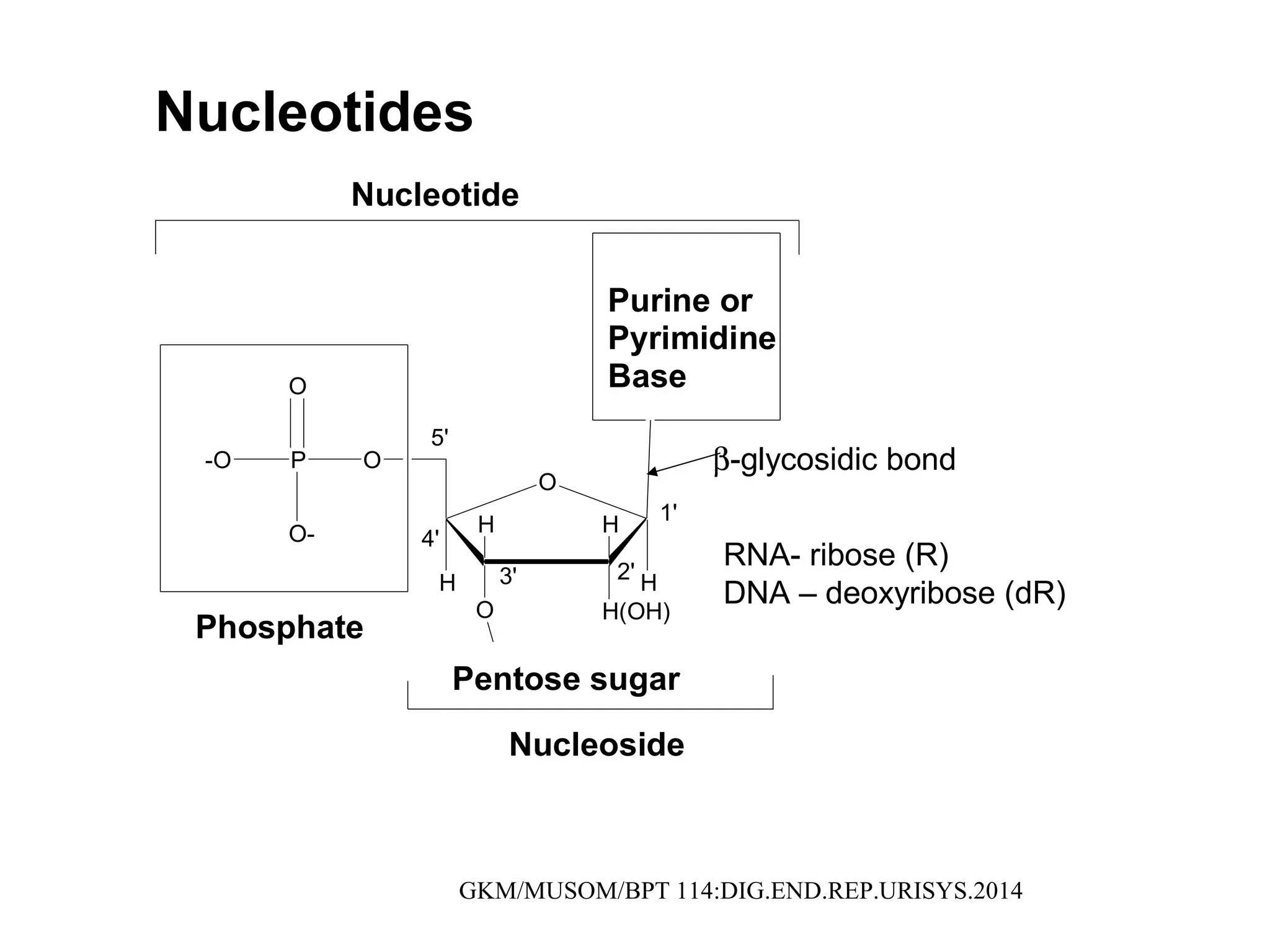 Bpt 114. purine and pyrimidine metabolism | PPT