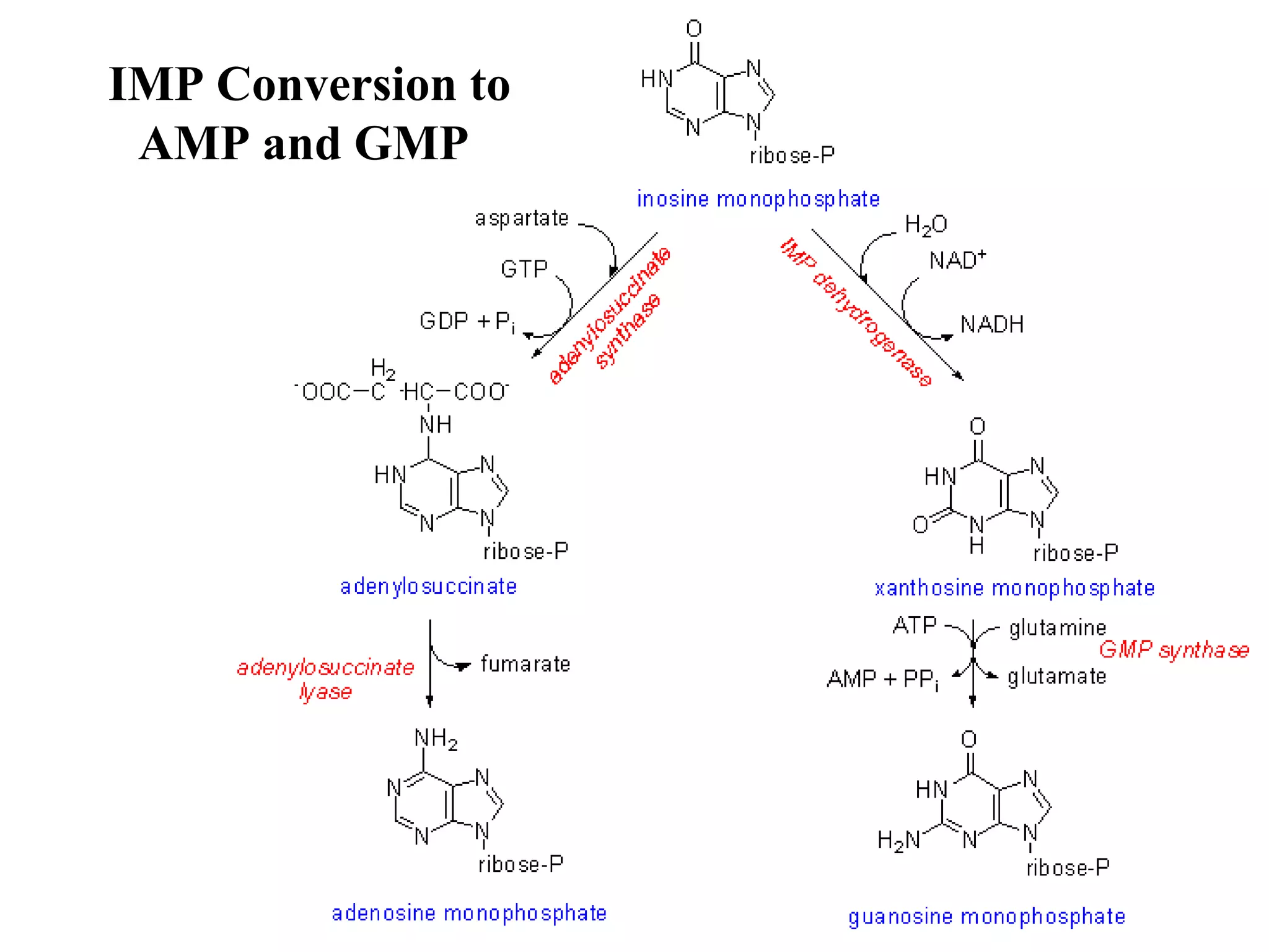 Bpt 114. purine and pyrimidine metabolism | PPT