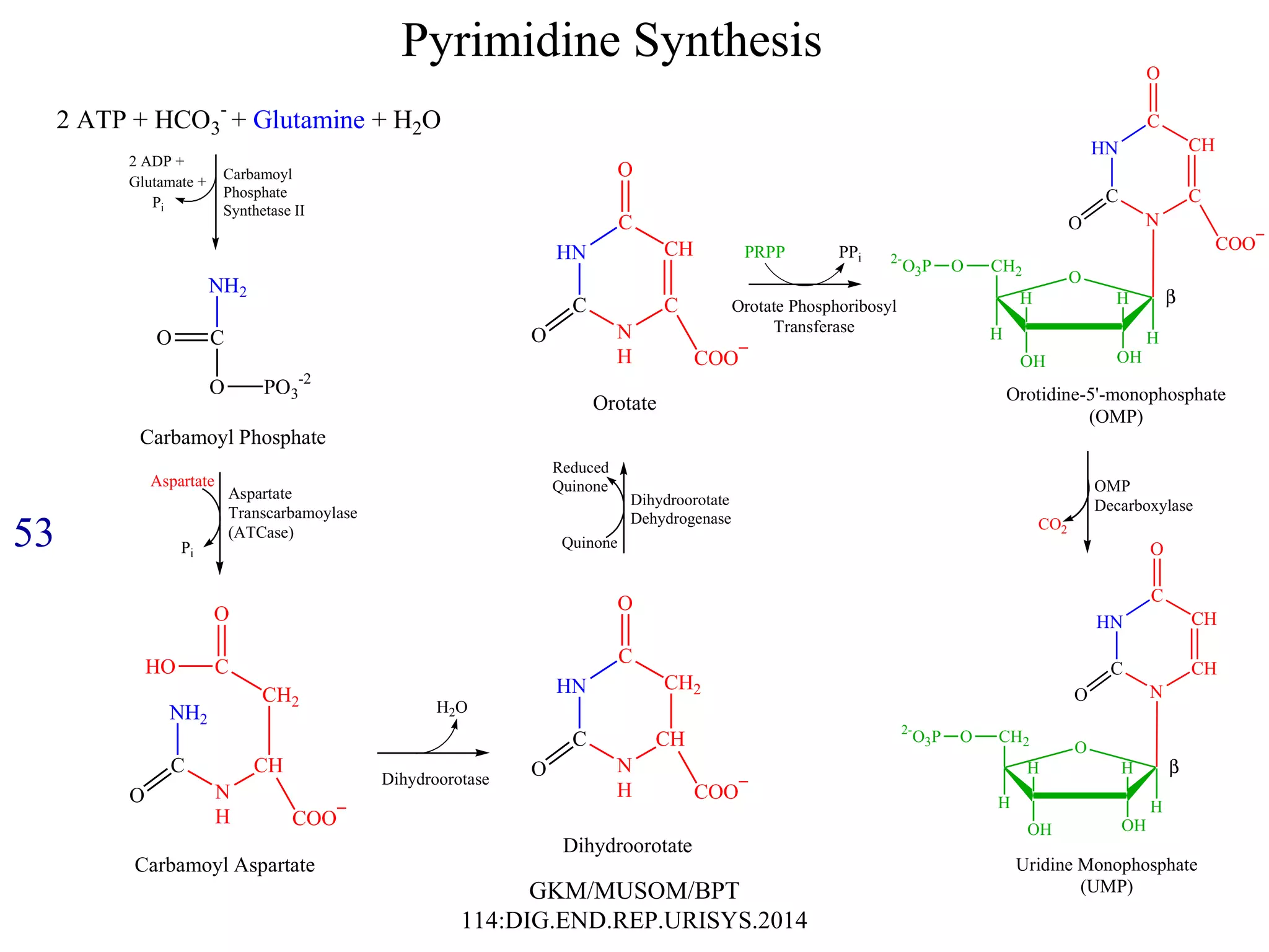 Bpt 114. purine and pyrimidine metabolism | PPT