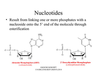 Bpt 114. purine and pyrimidine metabolism | PPT