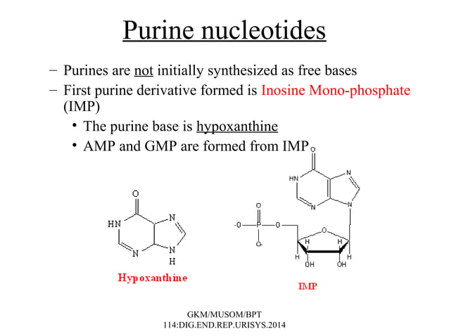 Bpt 114. purine and pyrimidine metabolism | PPT