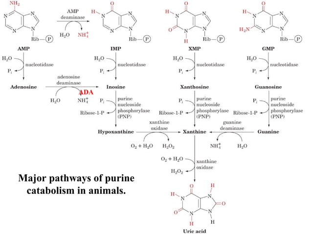 Bpt 114. purine and pyrimidine metabolism | PPT