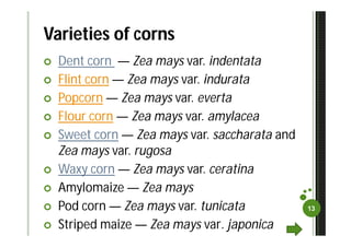 Bpt1242 01 zea mays | PDF