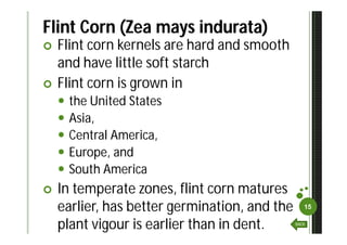 Bpt1242 01 zea mays | PDF