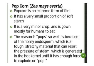 Bpt1242 01 zea mays | PDF