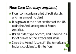 Bpt1242 01 zea mays | PDF