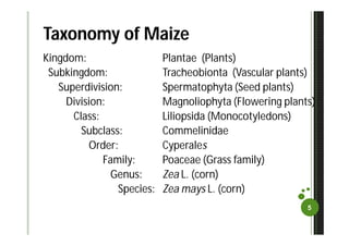 Bpt1242 01 zea mays | PPT