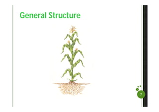 Bpt1242 01 zea mays | PDF