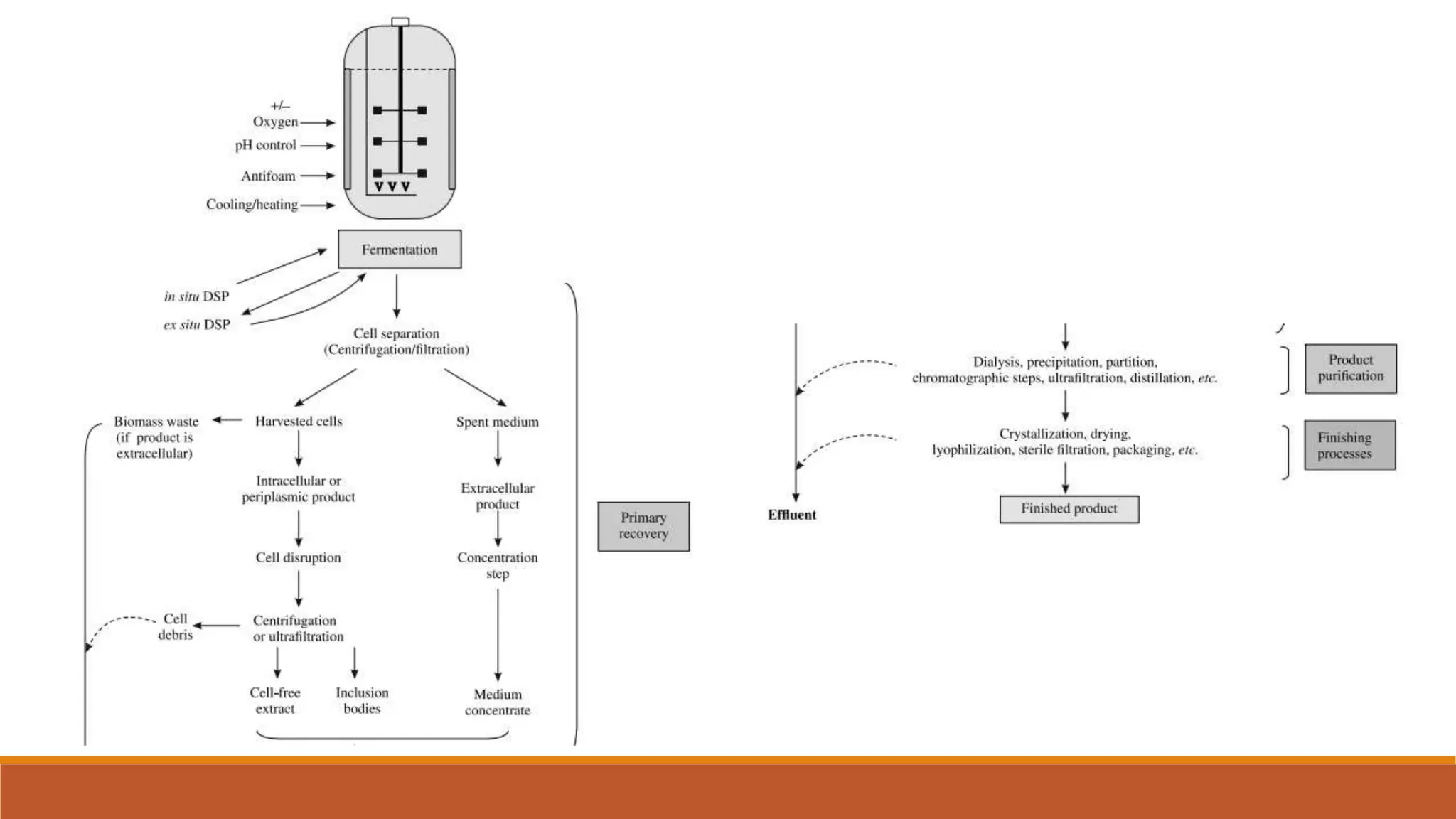 Bioprocess Technology | PPTX