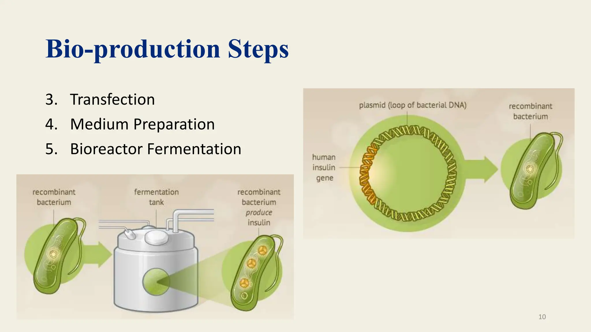 Microbial Insulin Production powerpoint presentation | PPTX