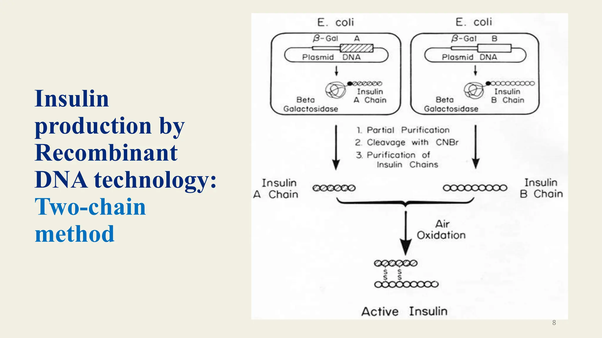 Microbial Insulin Production powerpoint presentation | PPTX