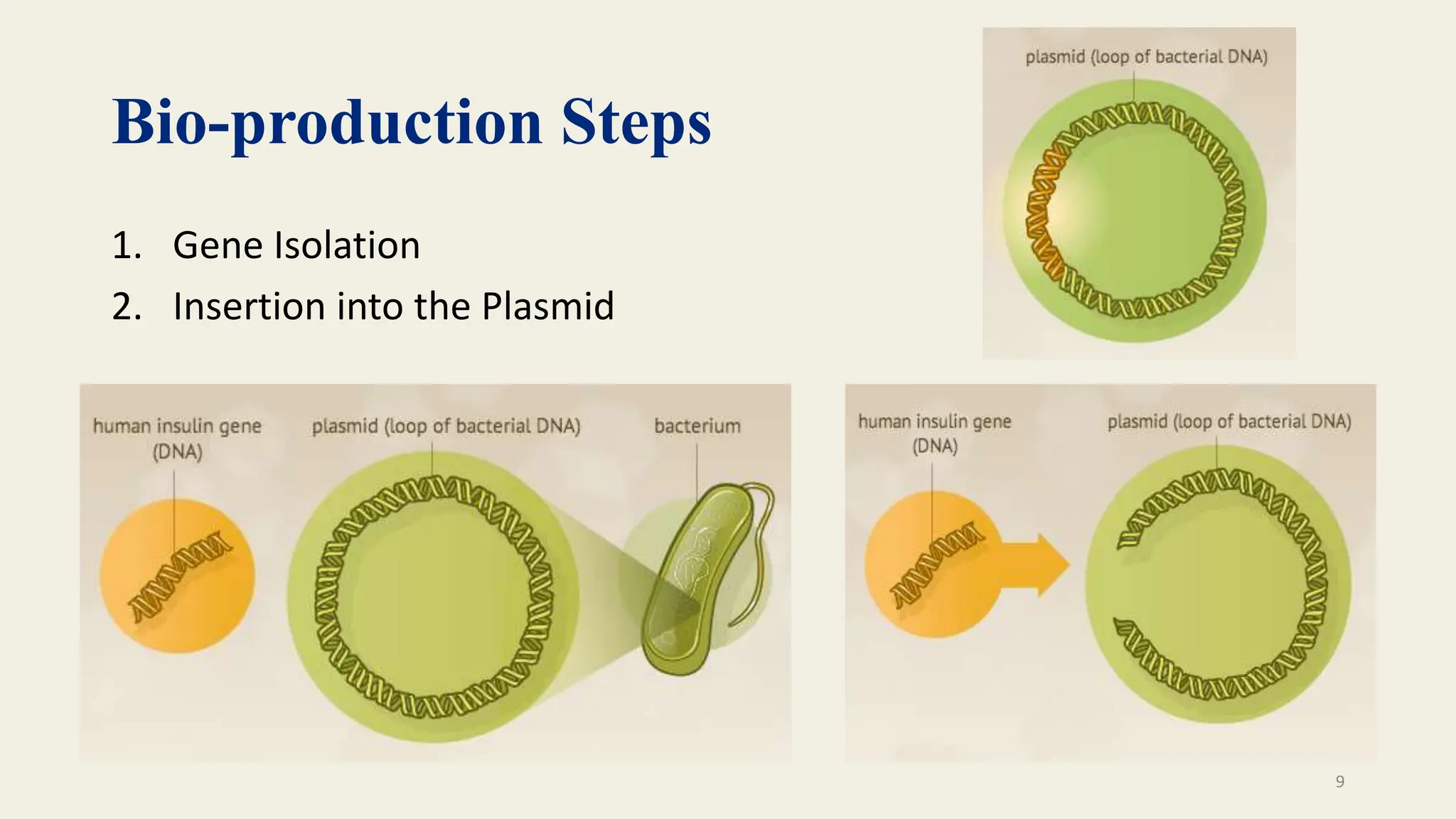 Microbial Insulin Production powerpoint presentation | PPTX
