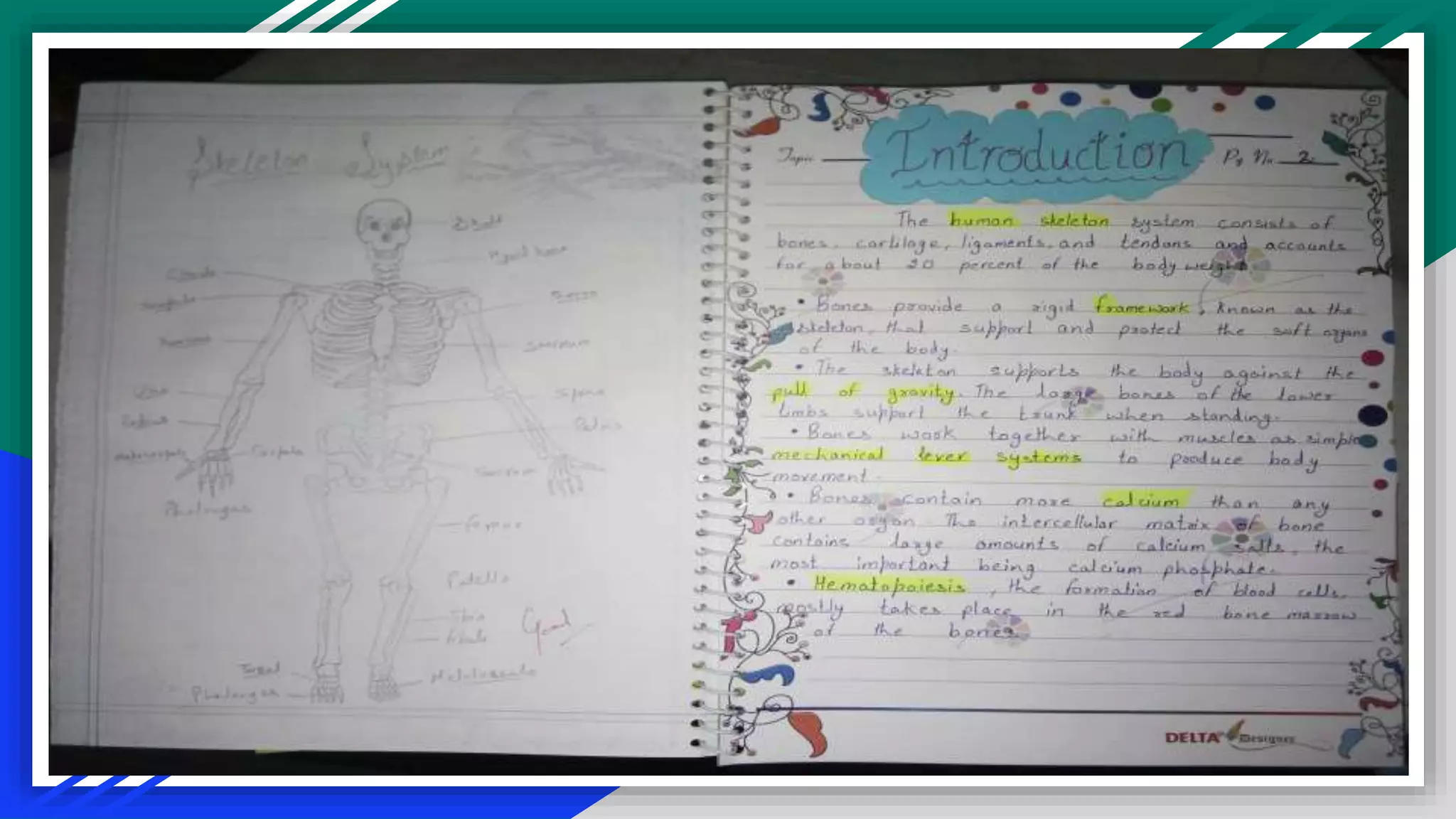 PROJECT ON ANOTOMY OF SKELETAL SYSTEM... HANMADE PROJECT ON SKELETAL ...