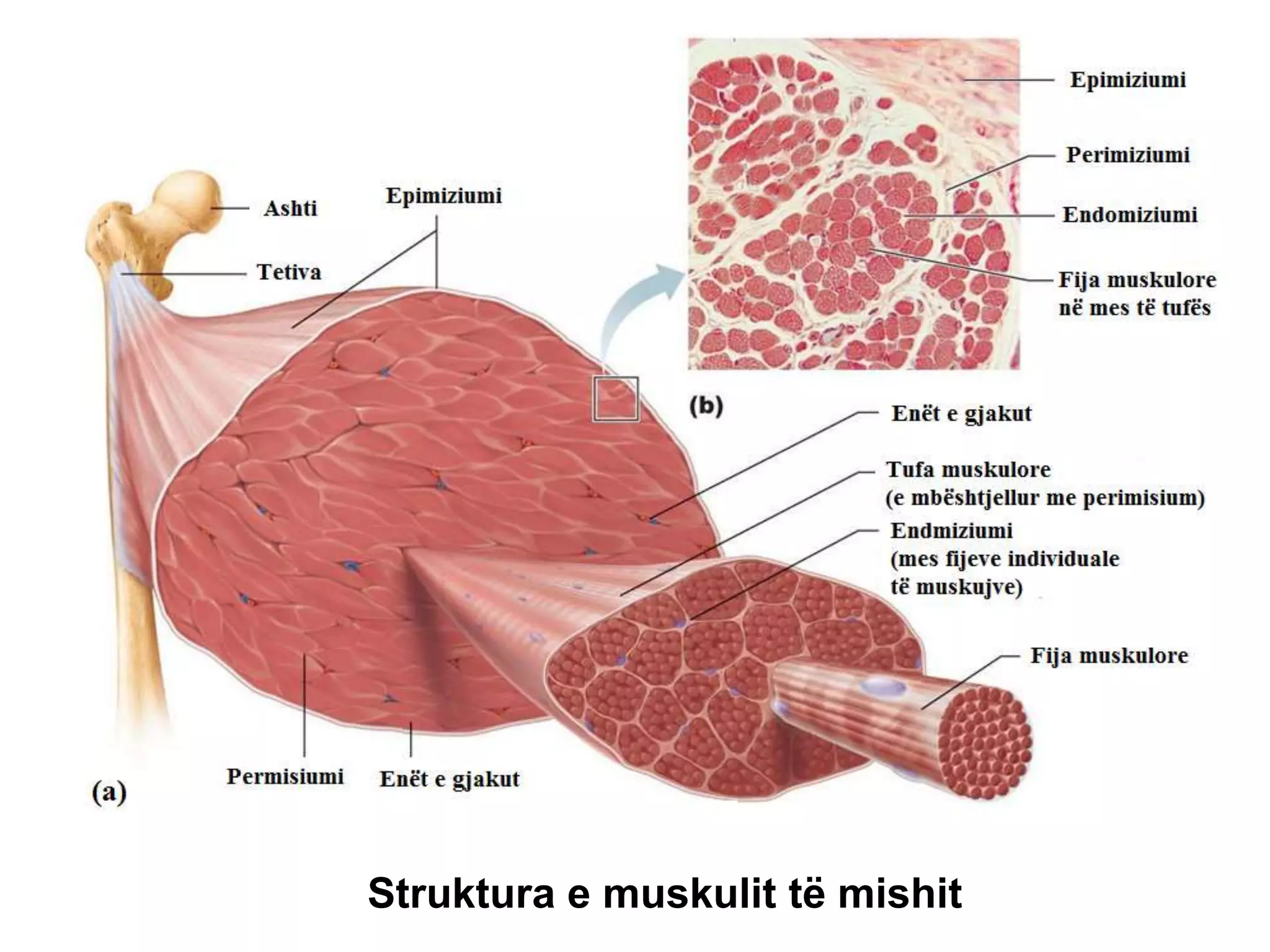 Perberja e-mishit --shpresa_devaja_ | PPT