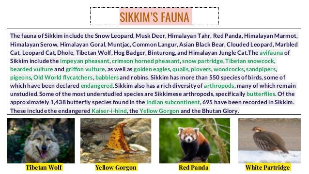 Delhi Sikkim Flora Fauna | PPTX