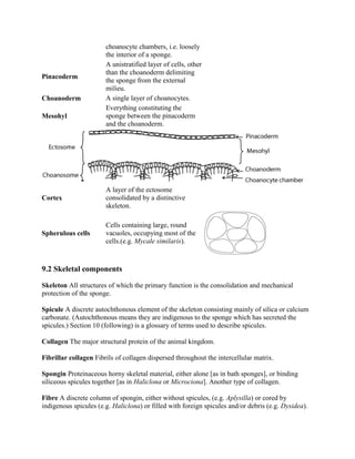 Glosario de porifera y guia de espiculas | PDF