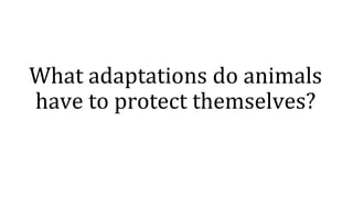Lesson 3 animal adaptations (animal groups) | PPTX