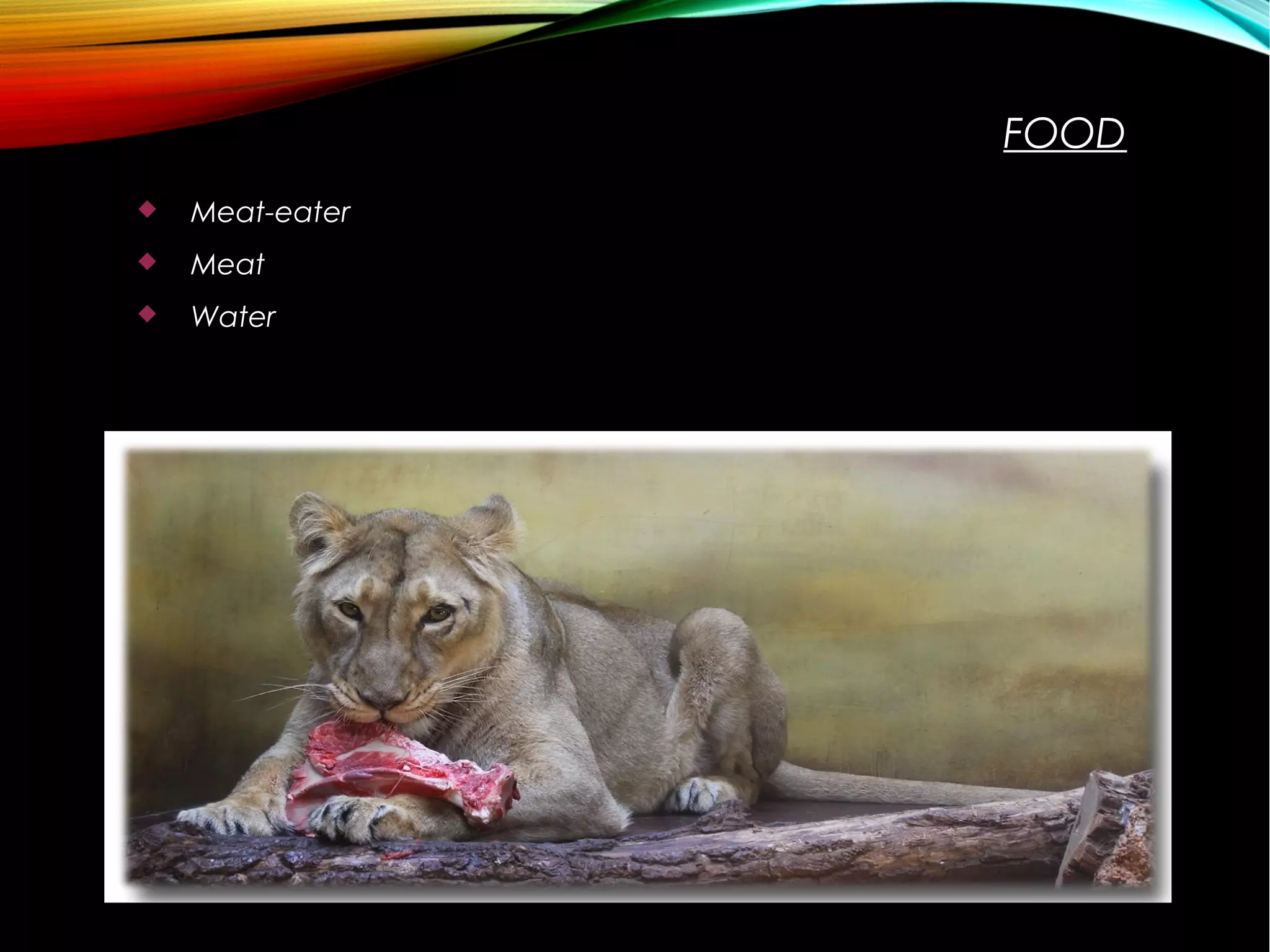 Tygr prezentace[1] | PPT