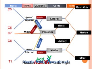Brachaial Plexus Injury | PPTX