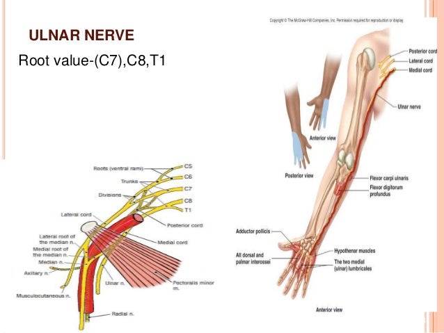 Brachaial Plexus Injury