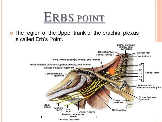 Brachaial Plexus Injury